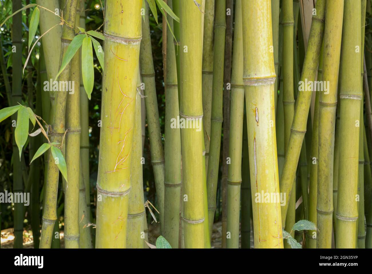 Beautiful bamboo forest in the foreground in the botanical garden in ...