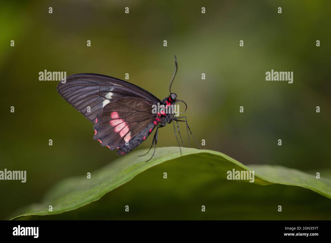 Parides iphidamas hi-res stock photography and images - Alamy