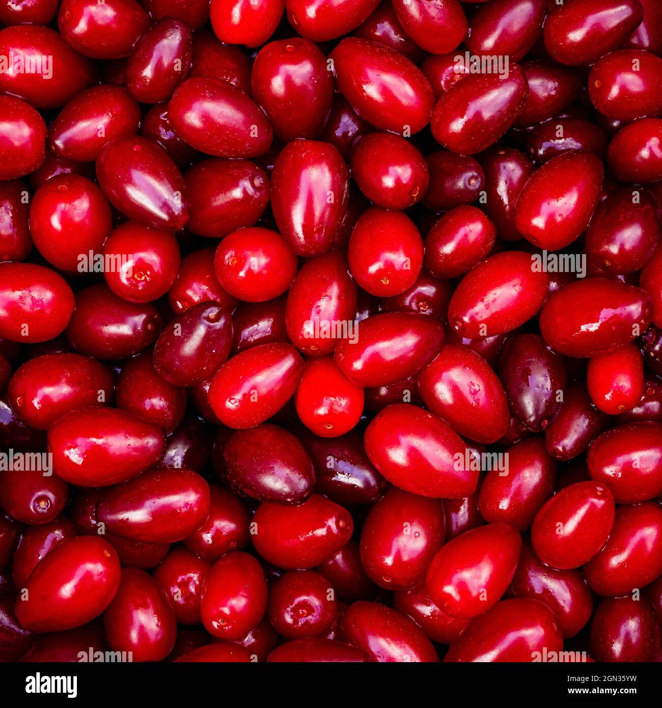 Dogwood berries hi-res stock photography and images - Alamy