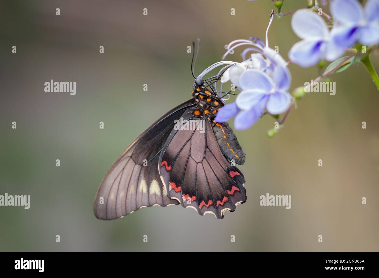 Cattleheart hi-res stock photography and images - Alamy