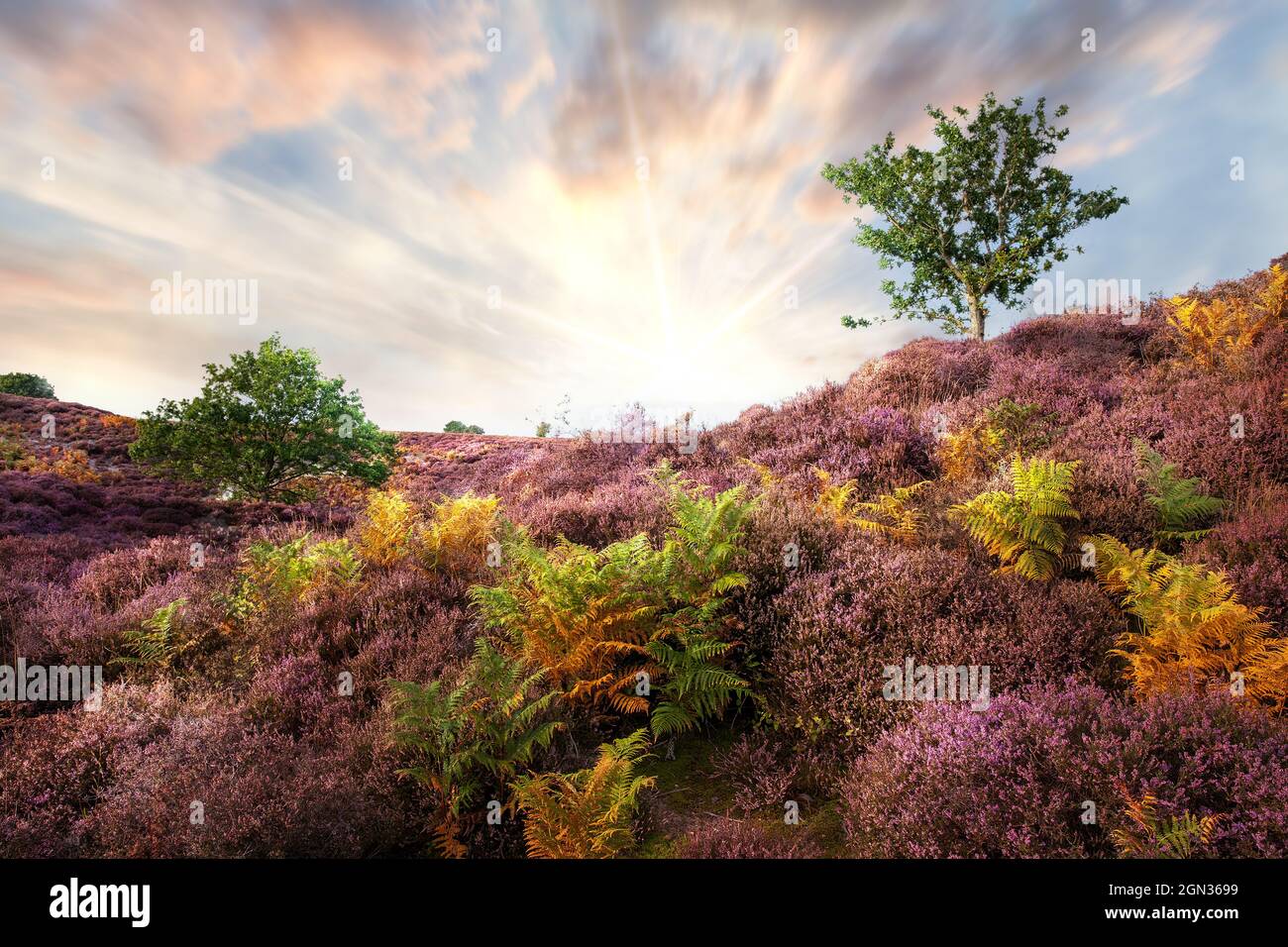 Purple heather in Roydon common in Norfolk during sunrise with pink ...