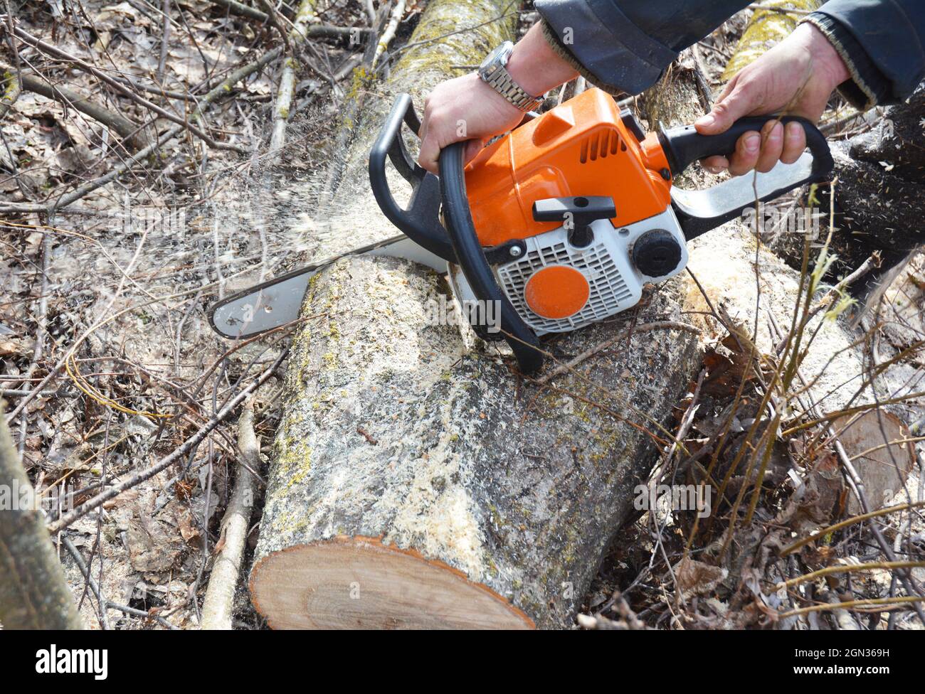 Woodcutter hands with petrol chainsaw cutting fallen tree Stock Photo ...