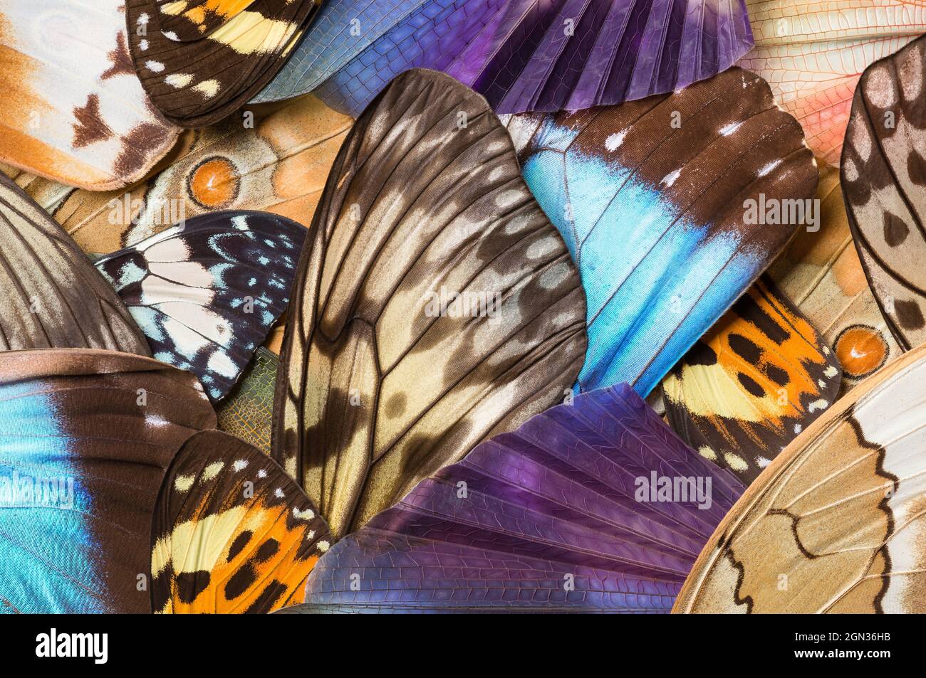 Close up of a variety of insect wings including butterfly and ...