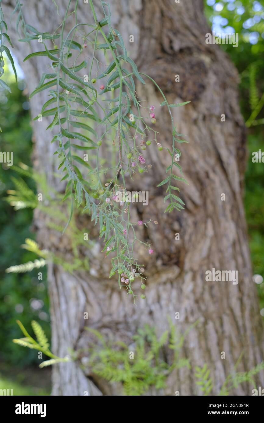 California pepper tree hi-res stock photography and images - Alamy