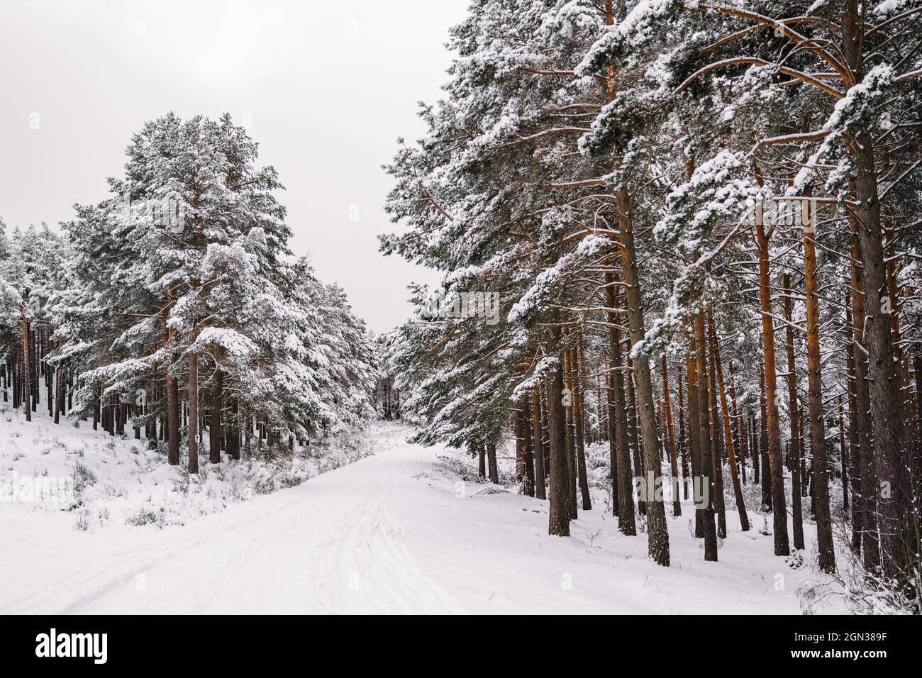 Tall evergreen trees with snowy branches growing in wild woodland in ...