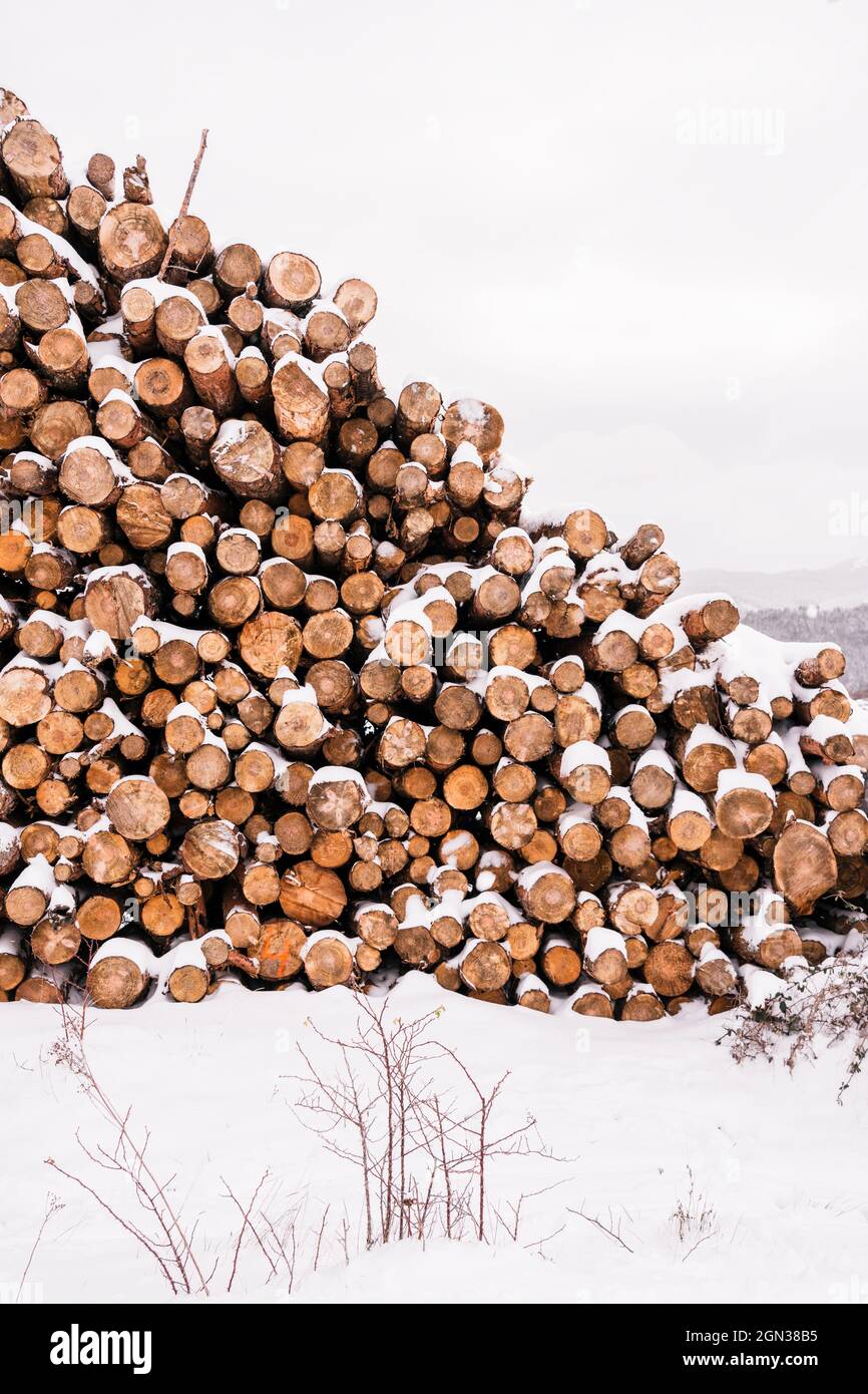 Pile wooden logs under hi-res stock photography and images - Alamy