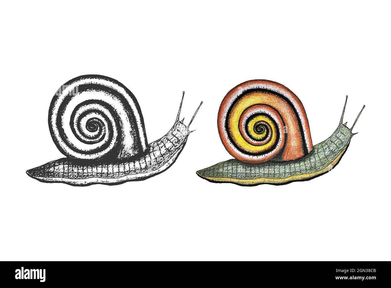 Snail set hand drawing, sketch stamp imprint and color orange yellow ...