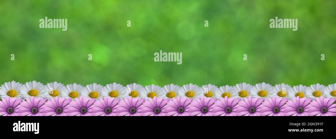 Purple cosmos daisy hi-res stock photography and images - Alamy