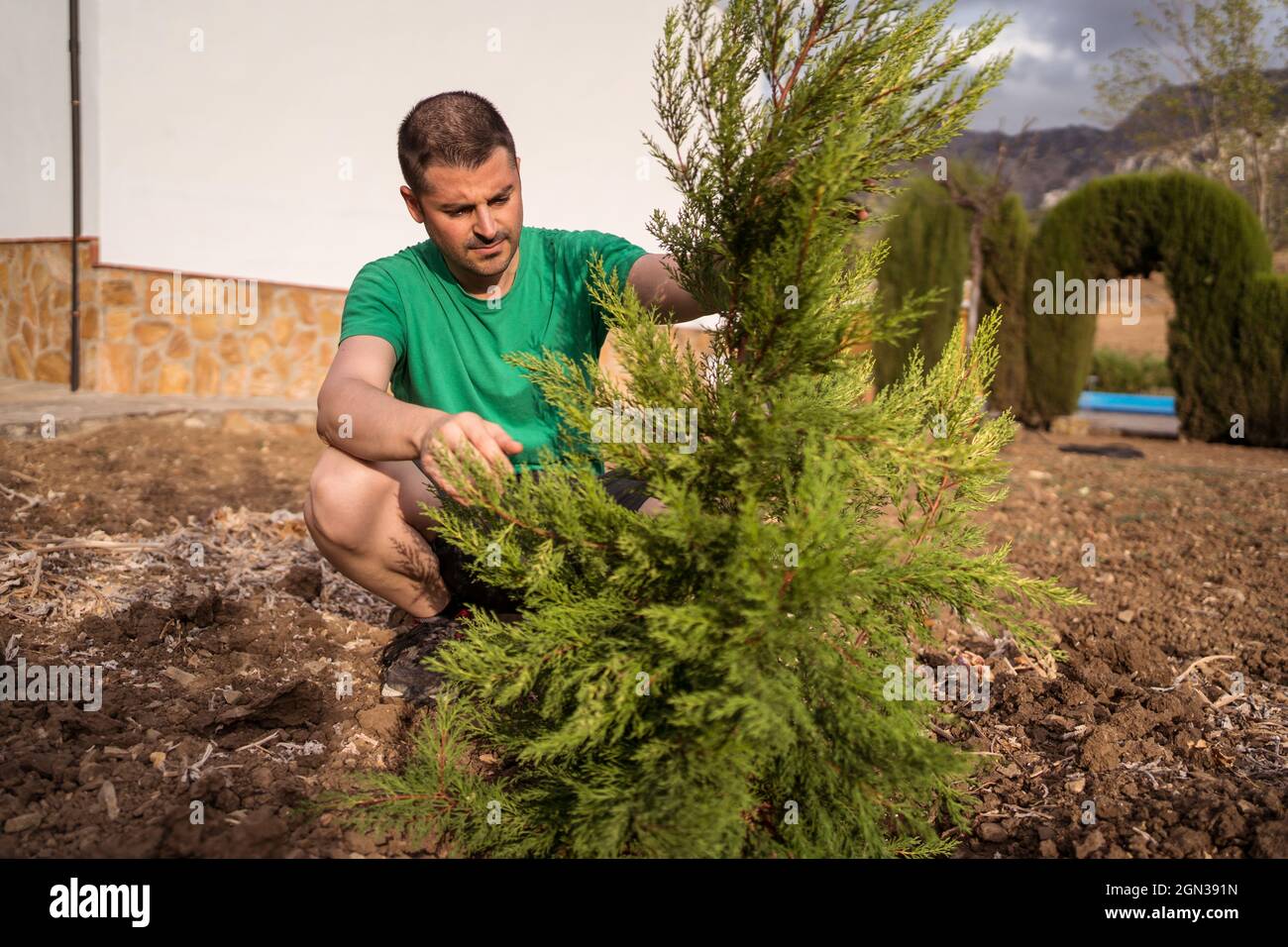 Adult male horticulturist planting evergreen tree on land Stock Photo ...