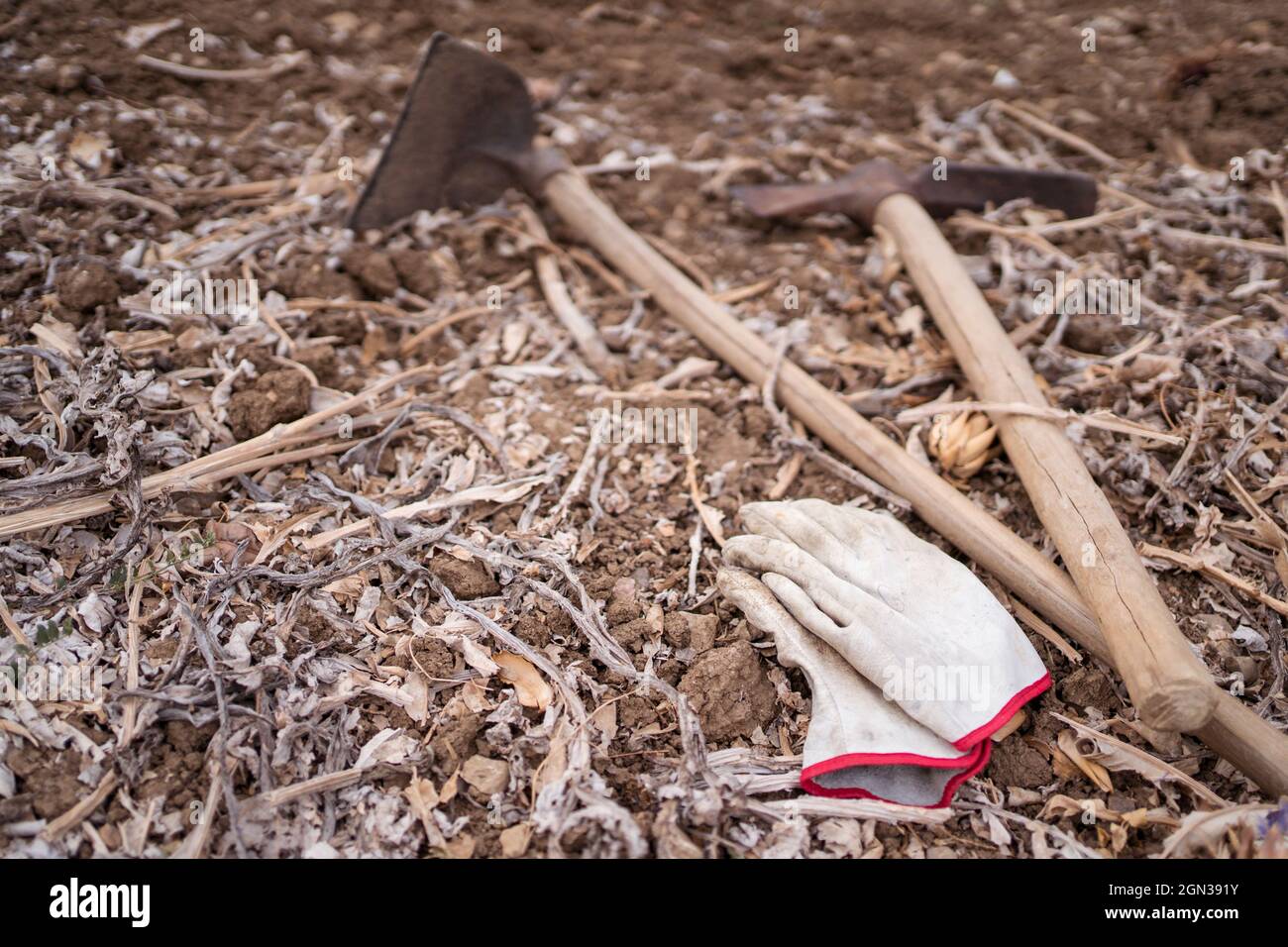 Pair of gloves near pick axe and hoe with wooden handles on rough ...