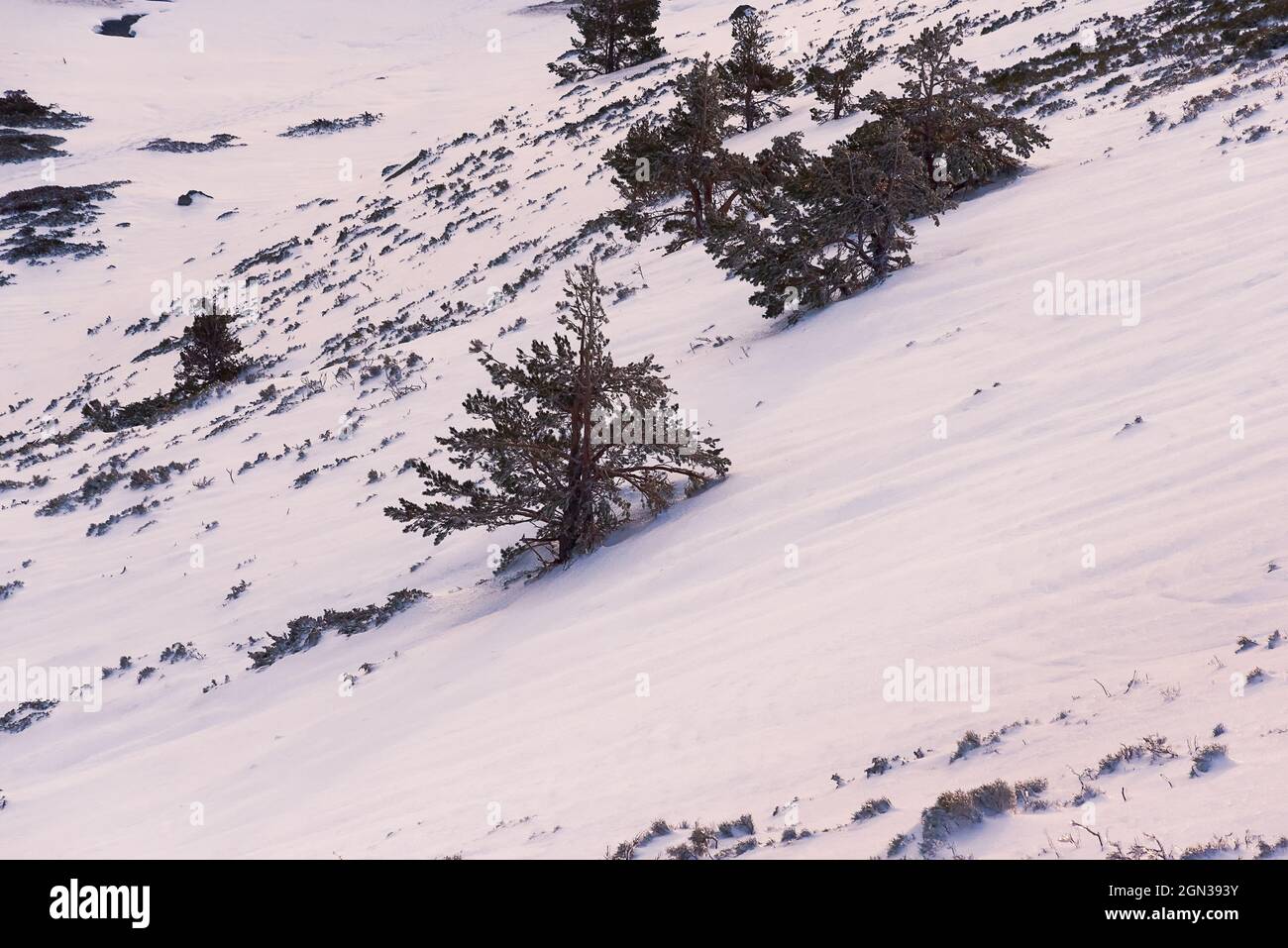 Trees growing on mountain slope hi-res stock photography and images - Alamy