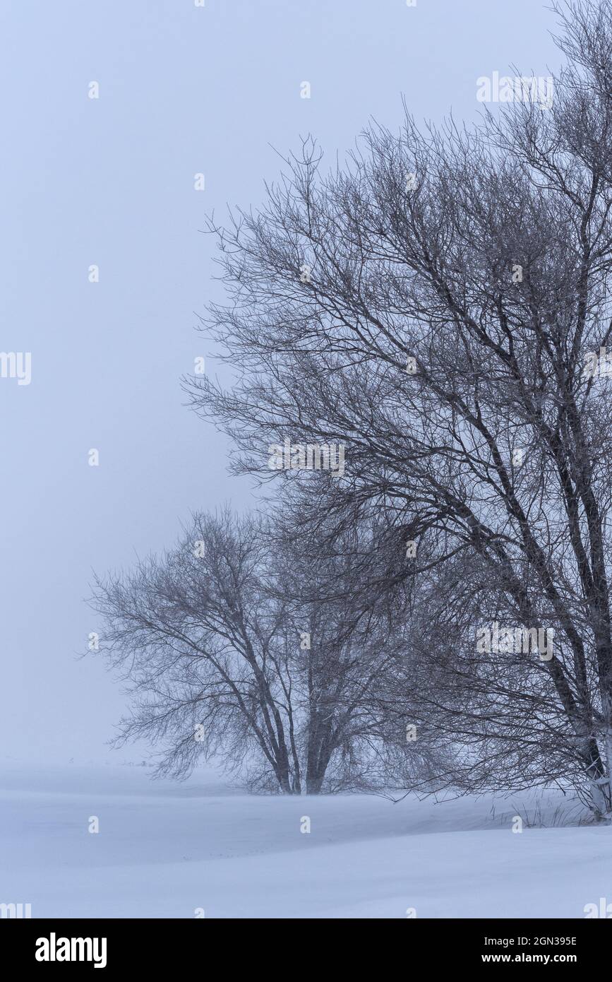 Scenic view of mount slope with dry trees and snow under light sky in ...