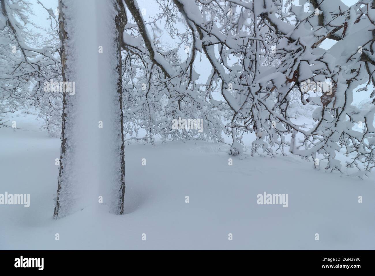 Crop view of overgrown tree with curved dry branches growing on snowy ...