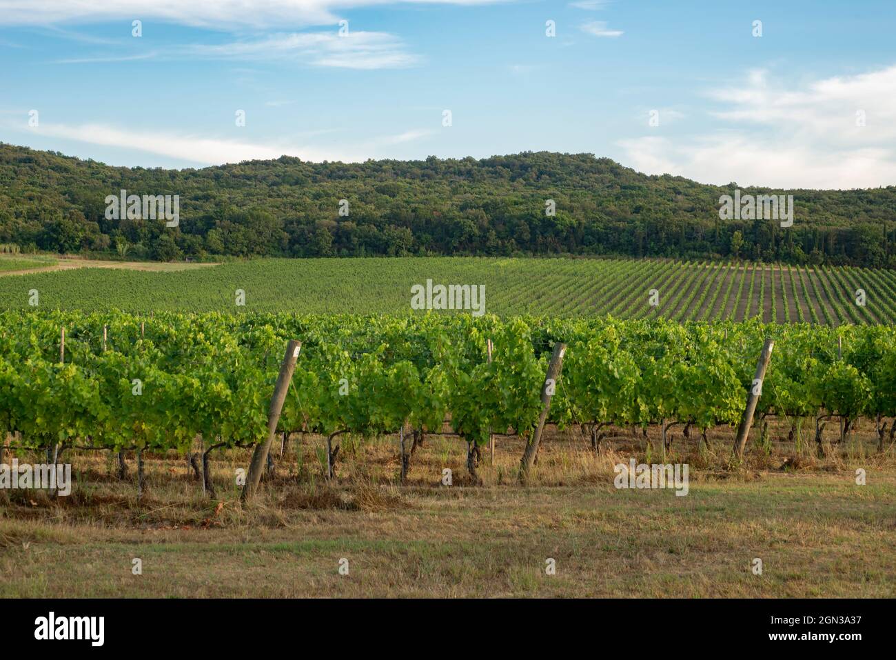 Grape field that grows for wine. Hills of vineyards. Summer scenery ...