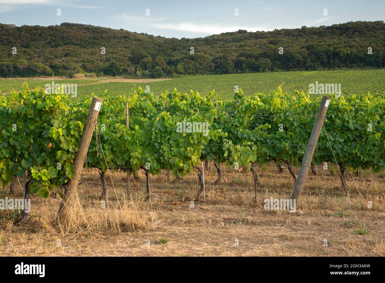 Grape field that grows for wine. Hills of vineyards. Summer scenery ...