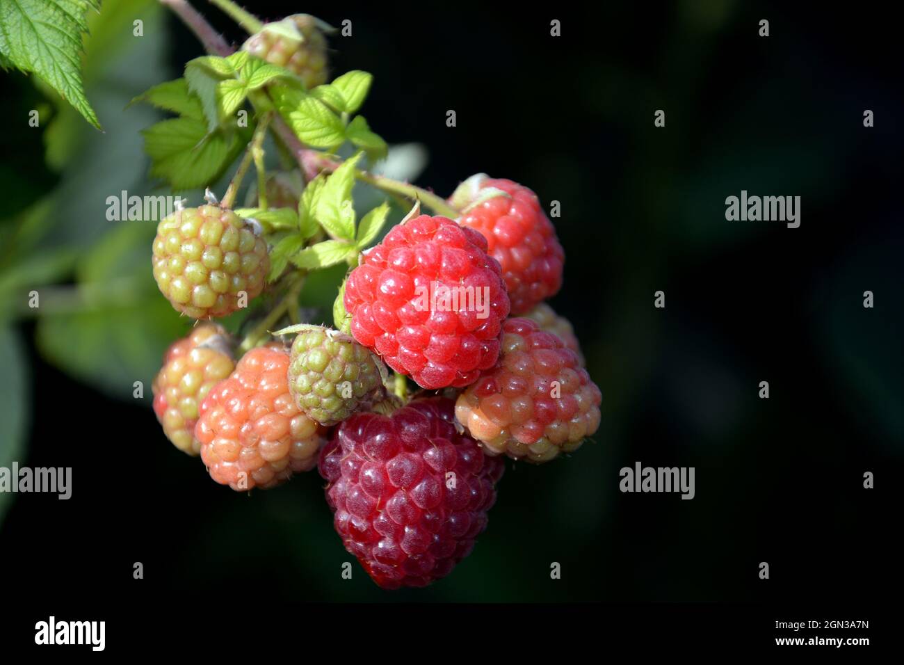 Raspberries ripening on the plant Stock Photo - Alamy