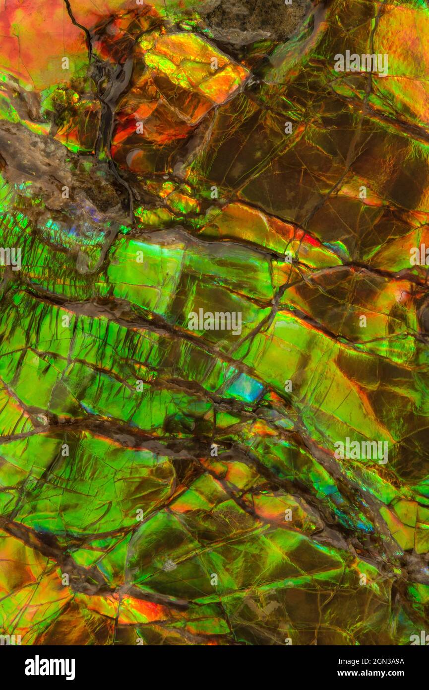 Macrophotograph showing the iridescent colors of ammolite ...