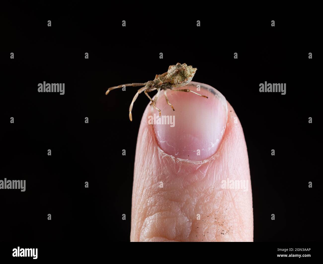 Dock bug or reddish-brown squashbug (Coreus marginatus) in finger Stock ...