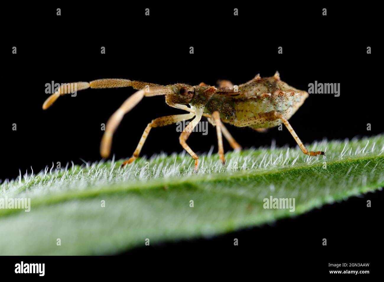 Dock Bug Nymph High Resolution Stock Photography and Images - Alamy