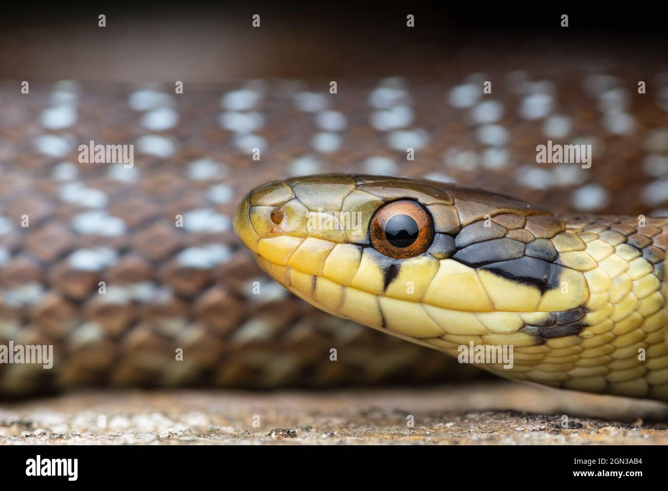 Portrait of young Aesculapian snake (Zamenis longissimus Stock Photo ...