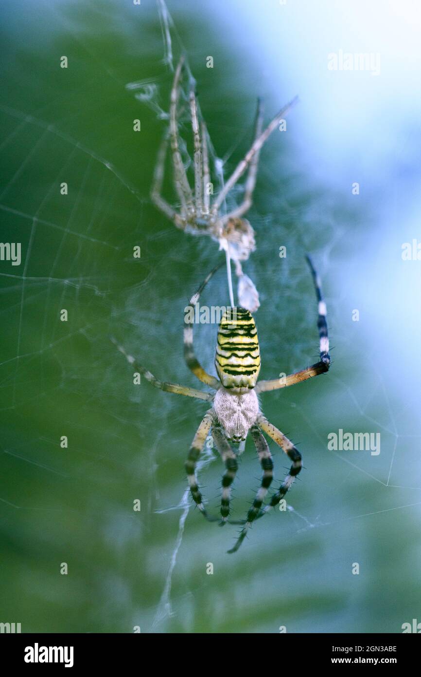 Spider shedding skin hi-res stock photography and images - Alamy