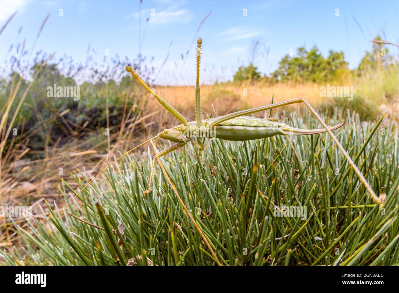 Close up of Common Predatory Bush-cricket (Saga pedo) defensive posture ...