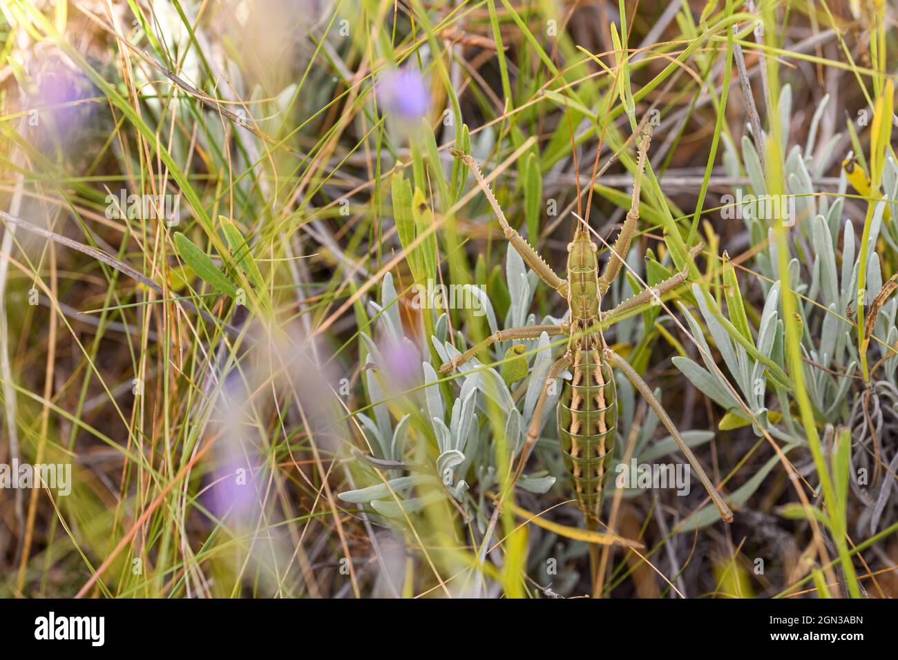 Close up of Common Predatory Bush-cricket (Saga pedo Stock Photo - Alamy