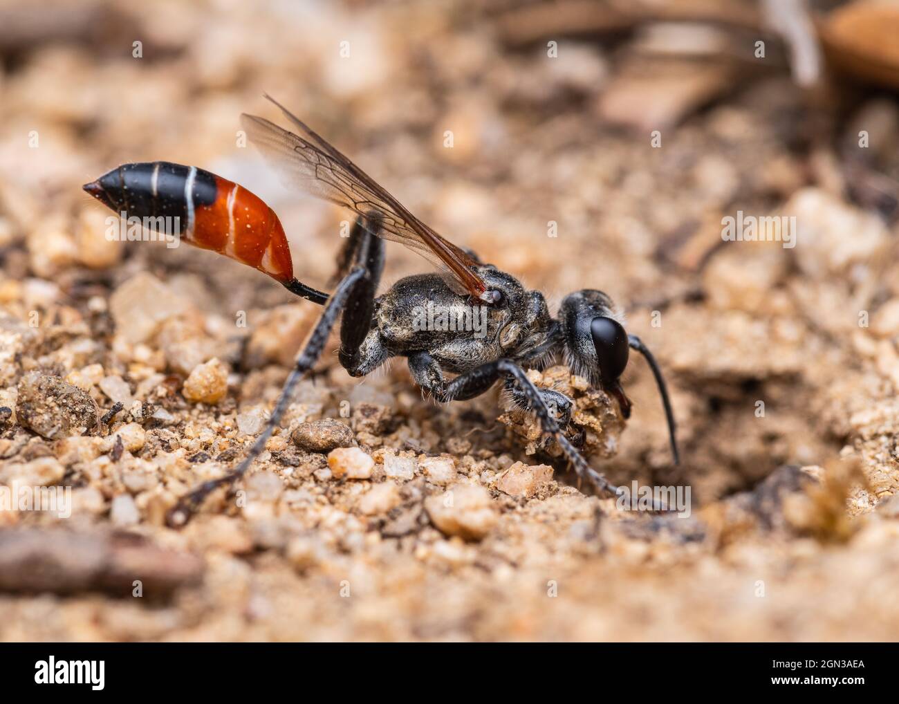 Prionyx kirbii is a genus of wasps in the family Sphecidae, digging a ...