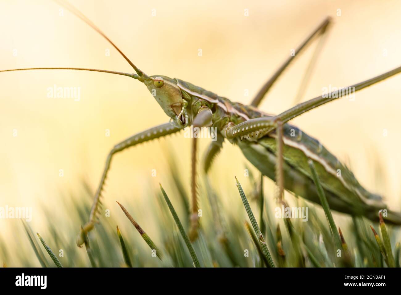 Close up of Common Predatory Bush-cricket (Saga pedo Stock Photo - Alamy