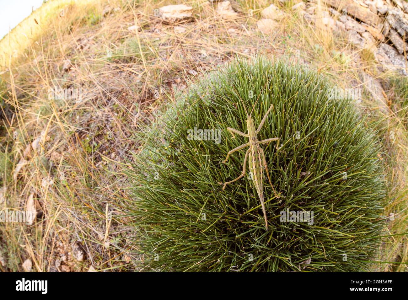 Close up of Common Predatory Bush-cricket (Saga pedo Stock Photo - Alamy