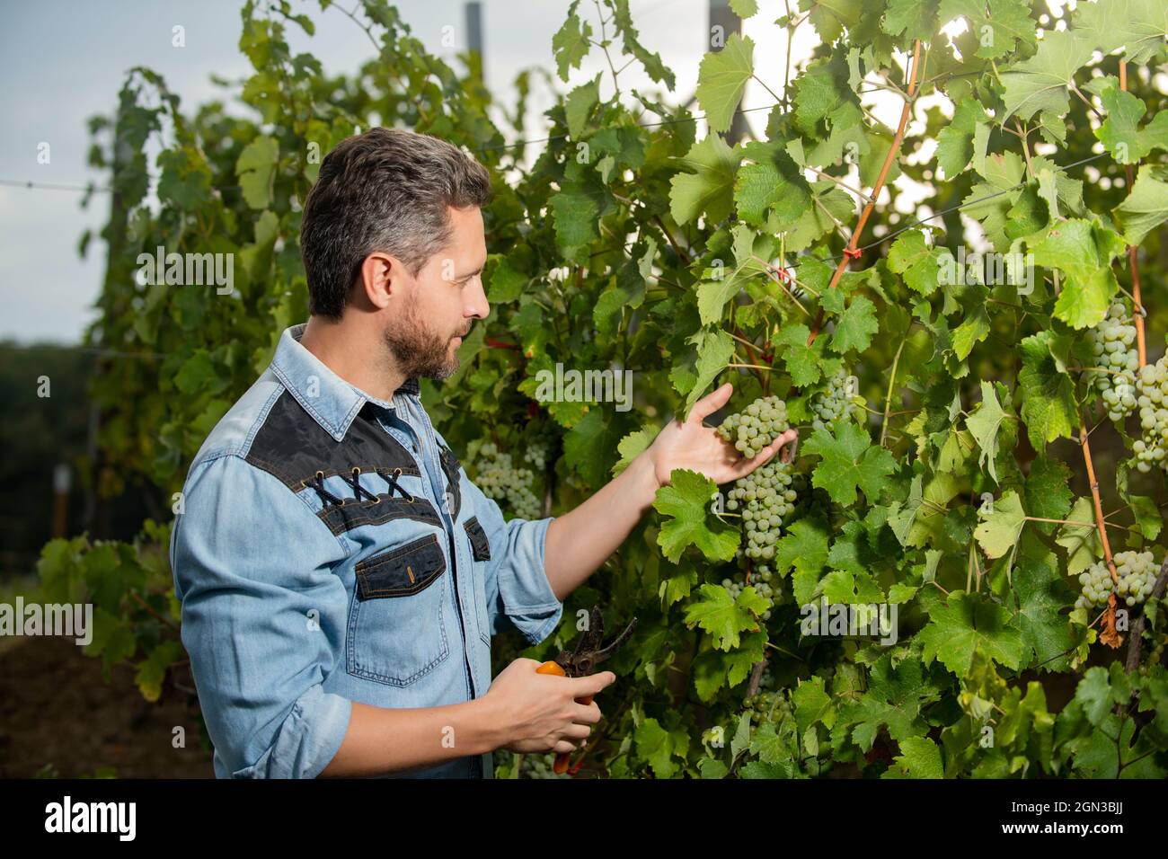 farmer cut grapevine. vinedresser cutting grapes bunch. male vineyard owner Stock Photo - Alamy