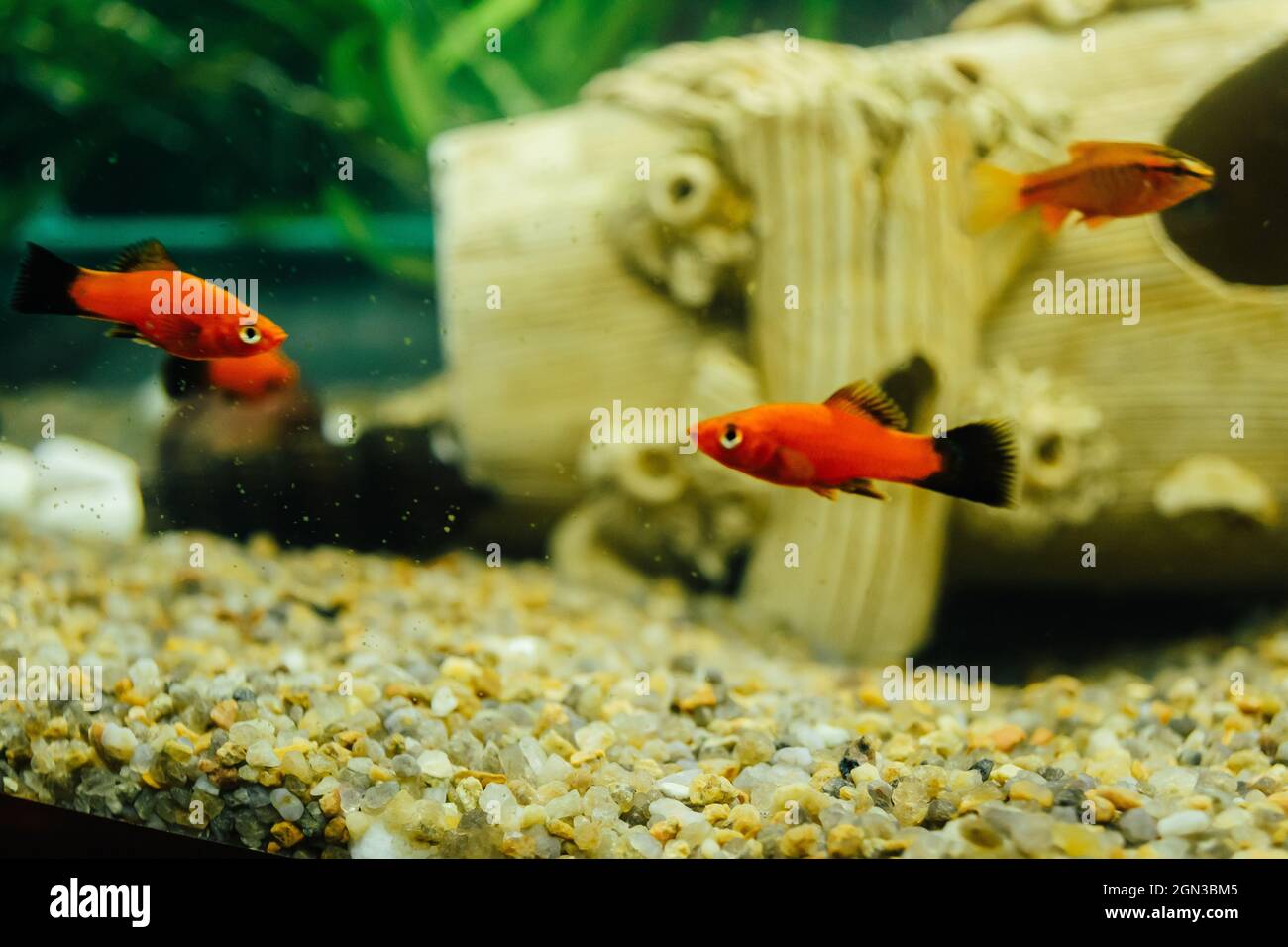 Closeup shot of goldfishes in the aquarium Stock Photo - Alamy