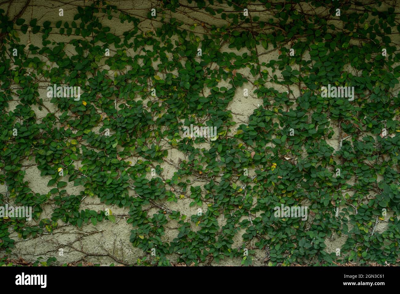 Leaf covered wall for backgrounds Stock Photo - Alamy