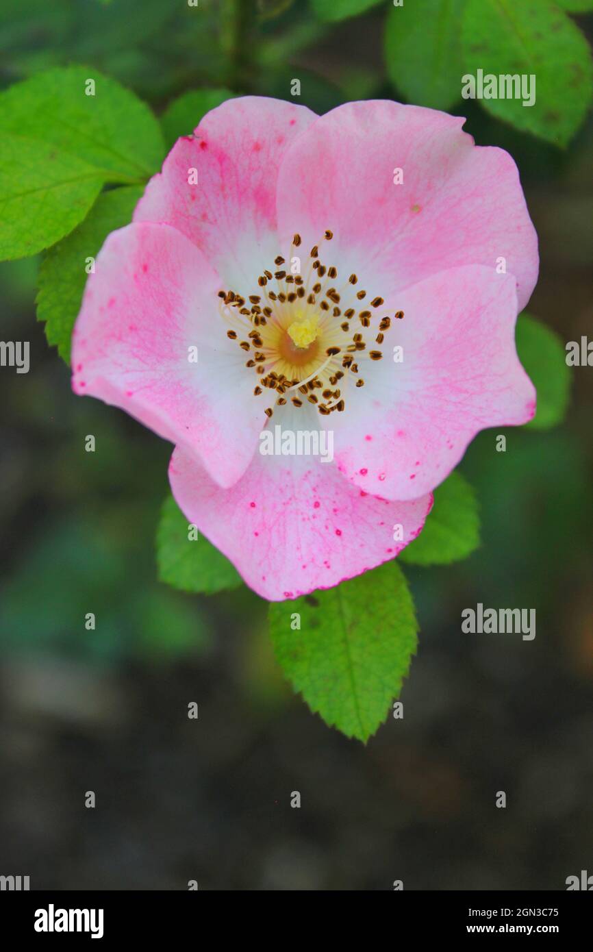 Bright pink rose growing in the sunny summer garden Stock Photo - Alamy