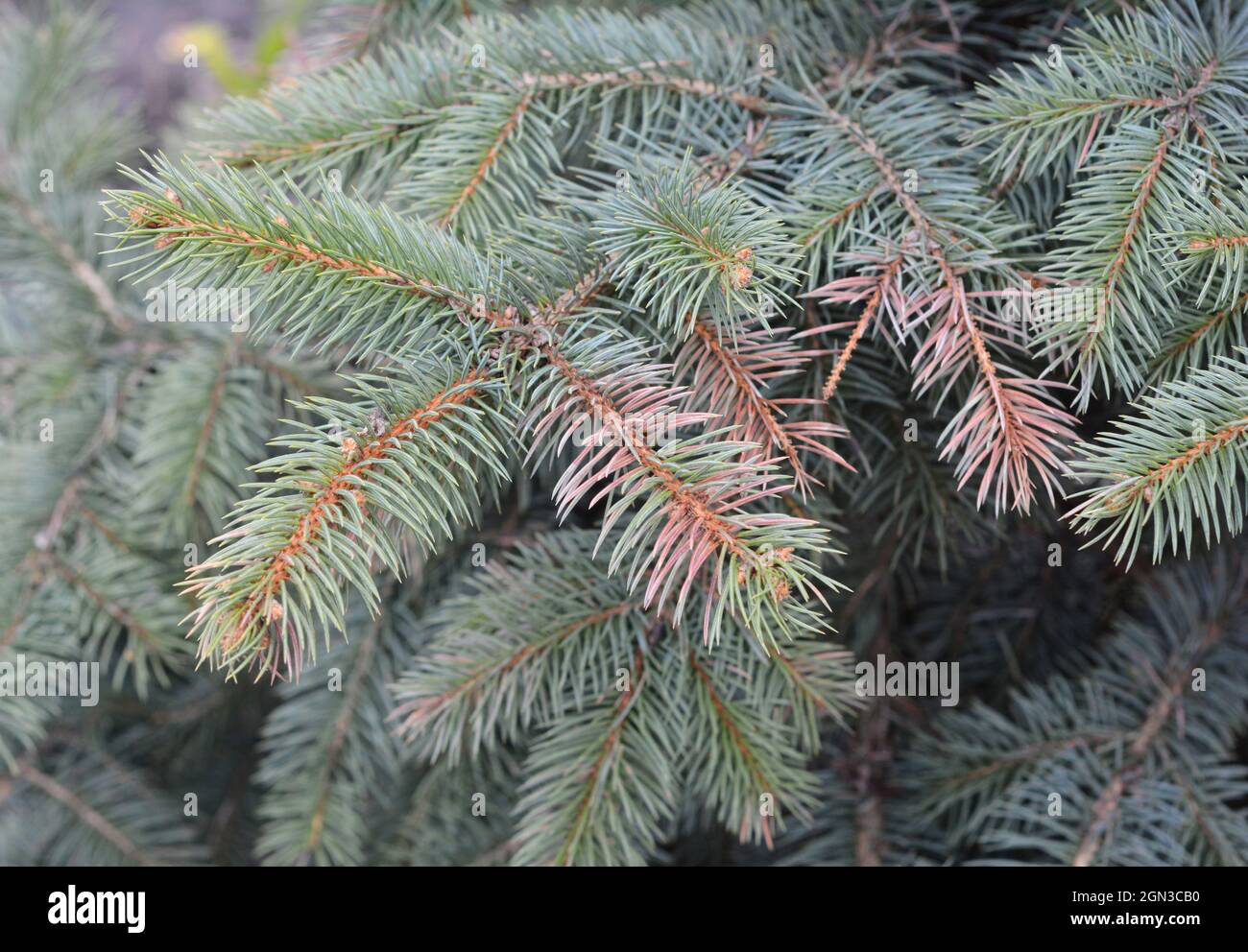 Scald hi-res stock photography and images - Alamy