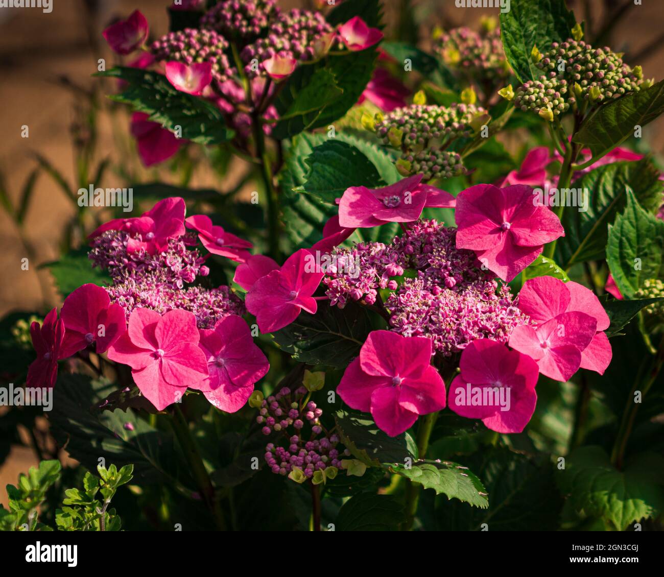 Beautiful pink fragrant Hydrangea macrophylla flowers in the garden ...