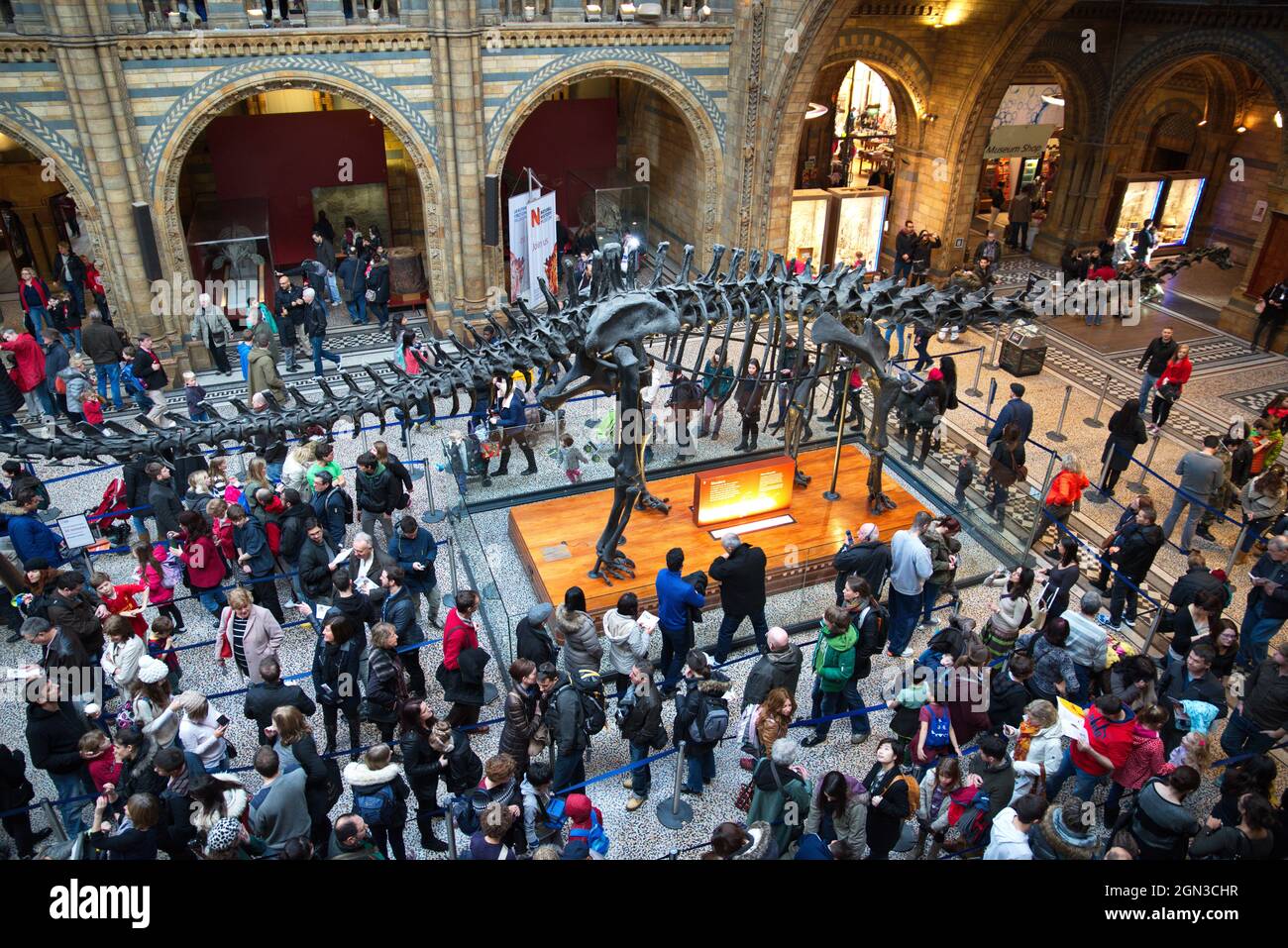 Diplodocus skeleton london hi-res stock photography and images - Alamy