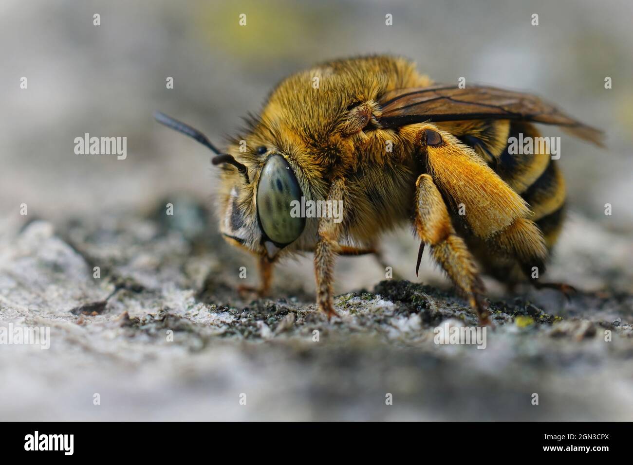 Lateral detailed close up of a White-cheeked Digger bee, Amegilla ...