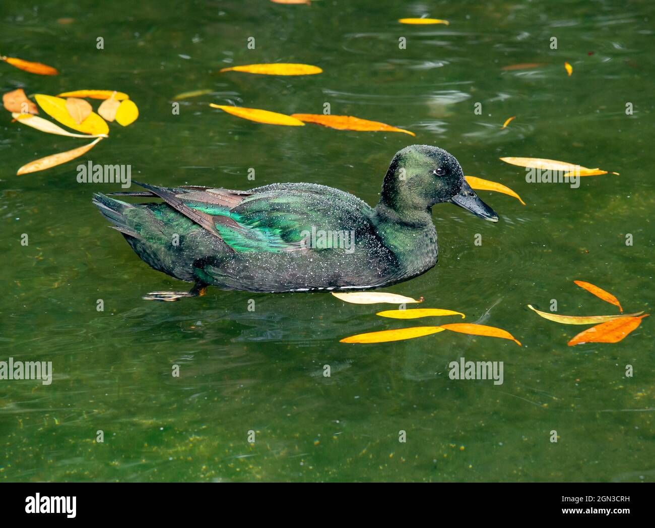 A Black East Indian Duck at Holker Hall, Cumbria, UK. It is the oldest ...