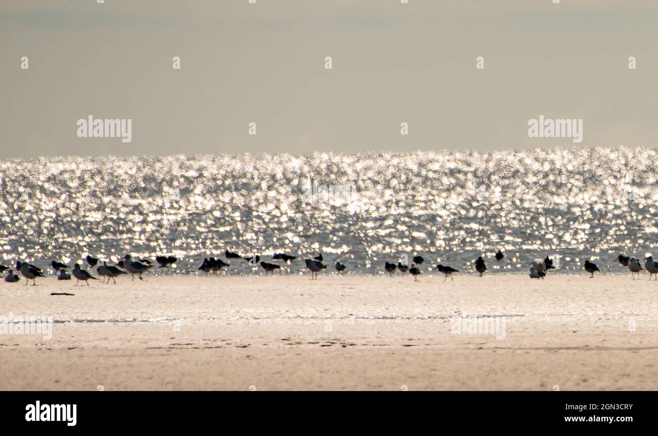 Uk seabirds hi-res stock photography and images - Alamy