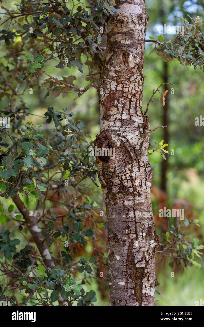 Montserrat leaf hi-res stock photography and images - Alamy