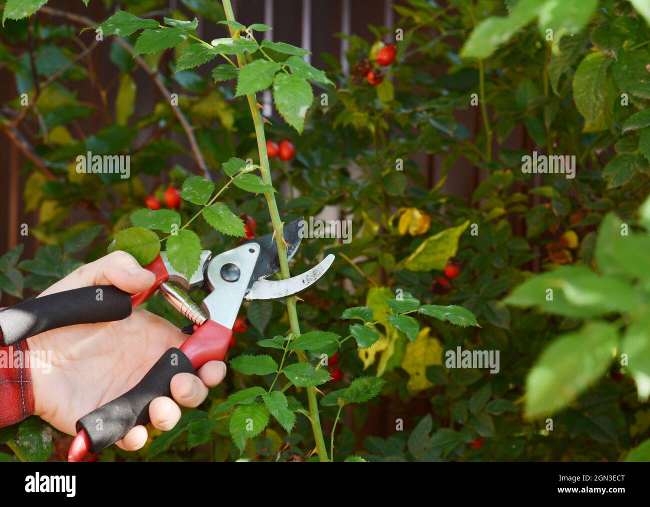 Rose hip or rosehip, also called rose haw and rose hep pruning with ...