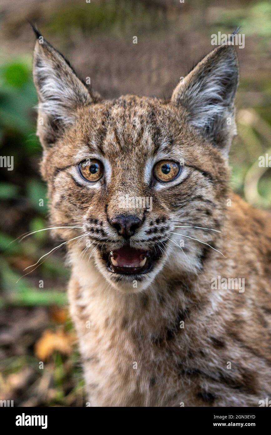 Lynx picture hi-res stock photography and images - Alamy
