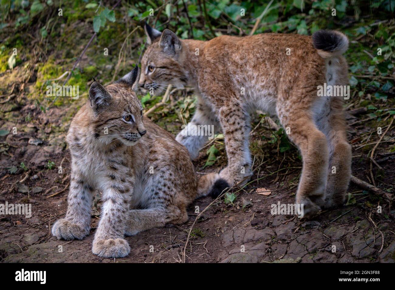 Lynx picture hi-res stock photography and images - Alamy