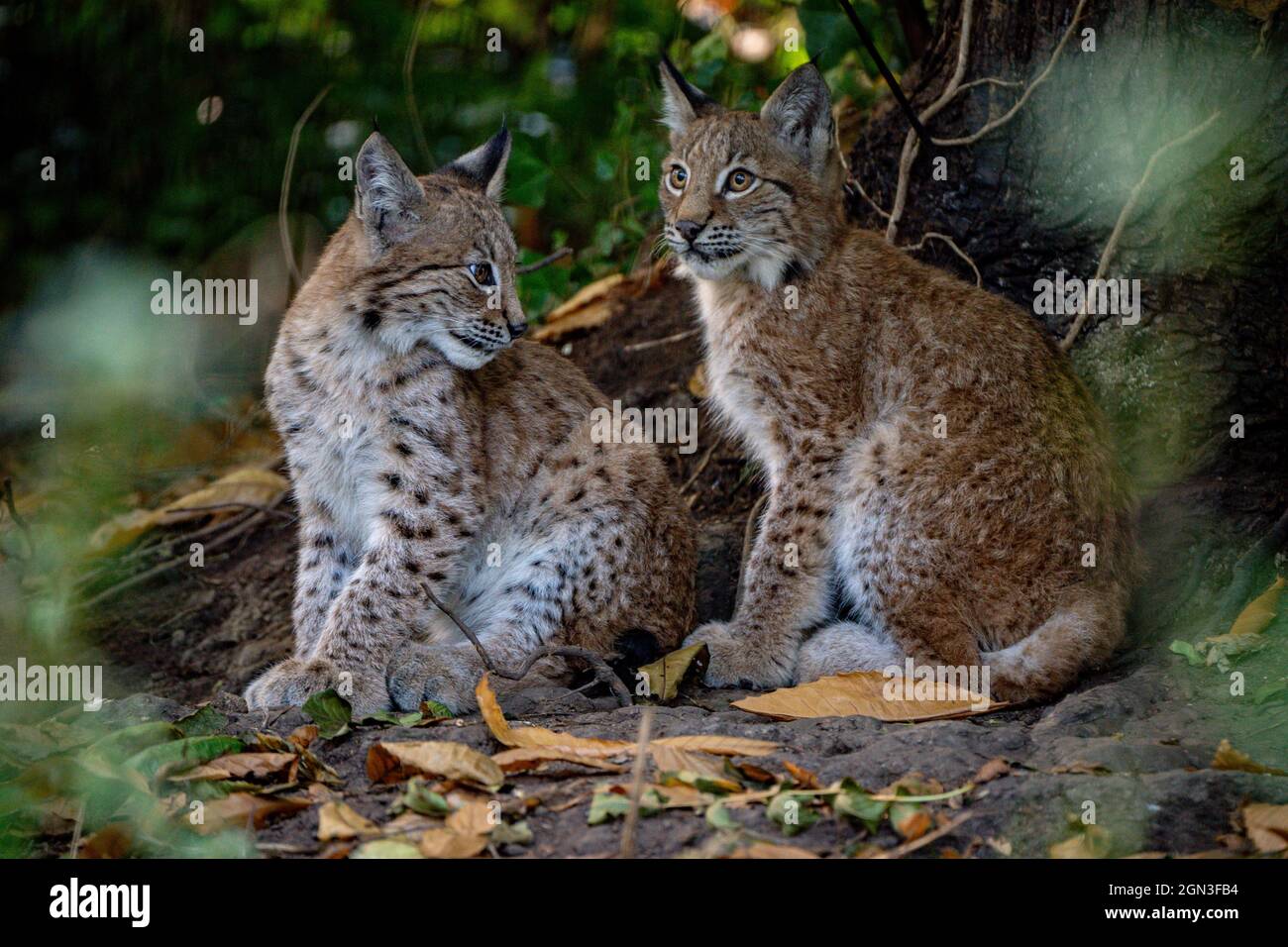 Lynx picture hi-res stock photography and images - Alamy