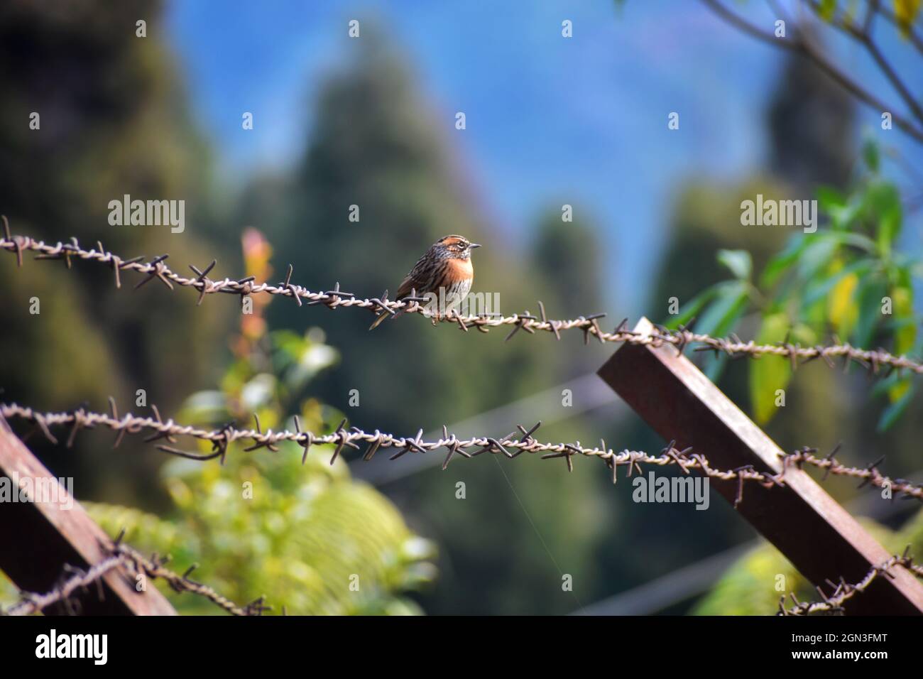 Selective of a house finch on a barbed wire Stock Photo - Alamy