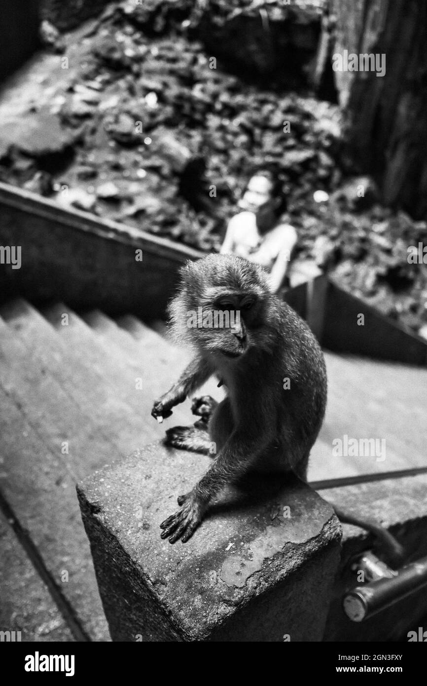 Vertical grayscale shot of a monkey sitting on a concrete surface Stock ...