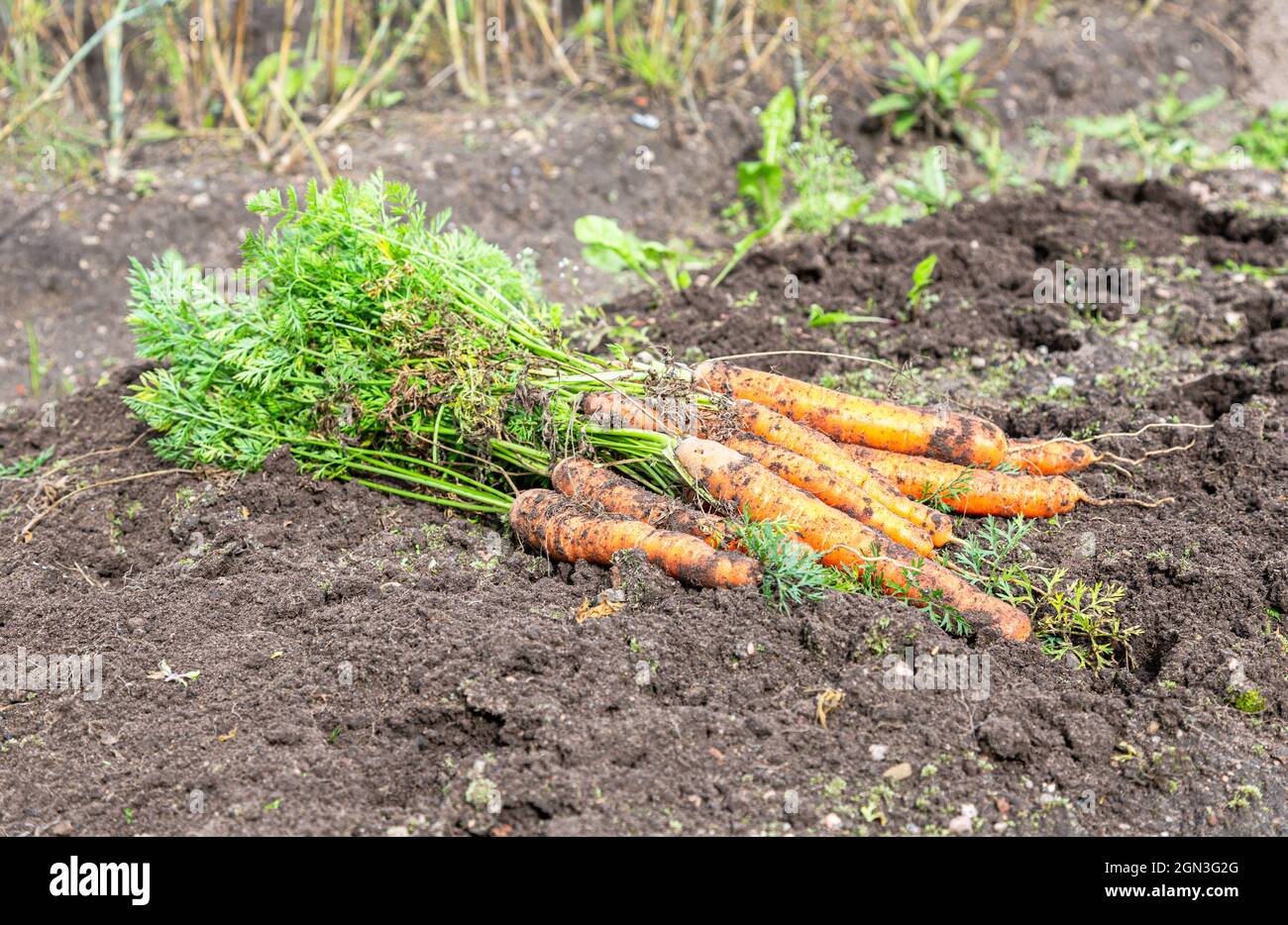 Freshly harvested carrots in organic vegetable garden. Nutrition ...
