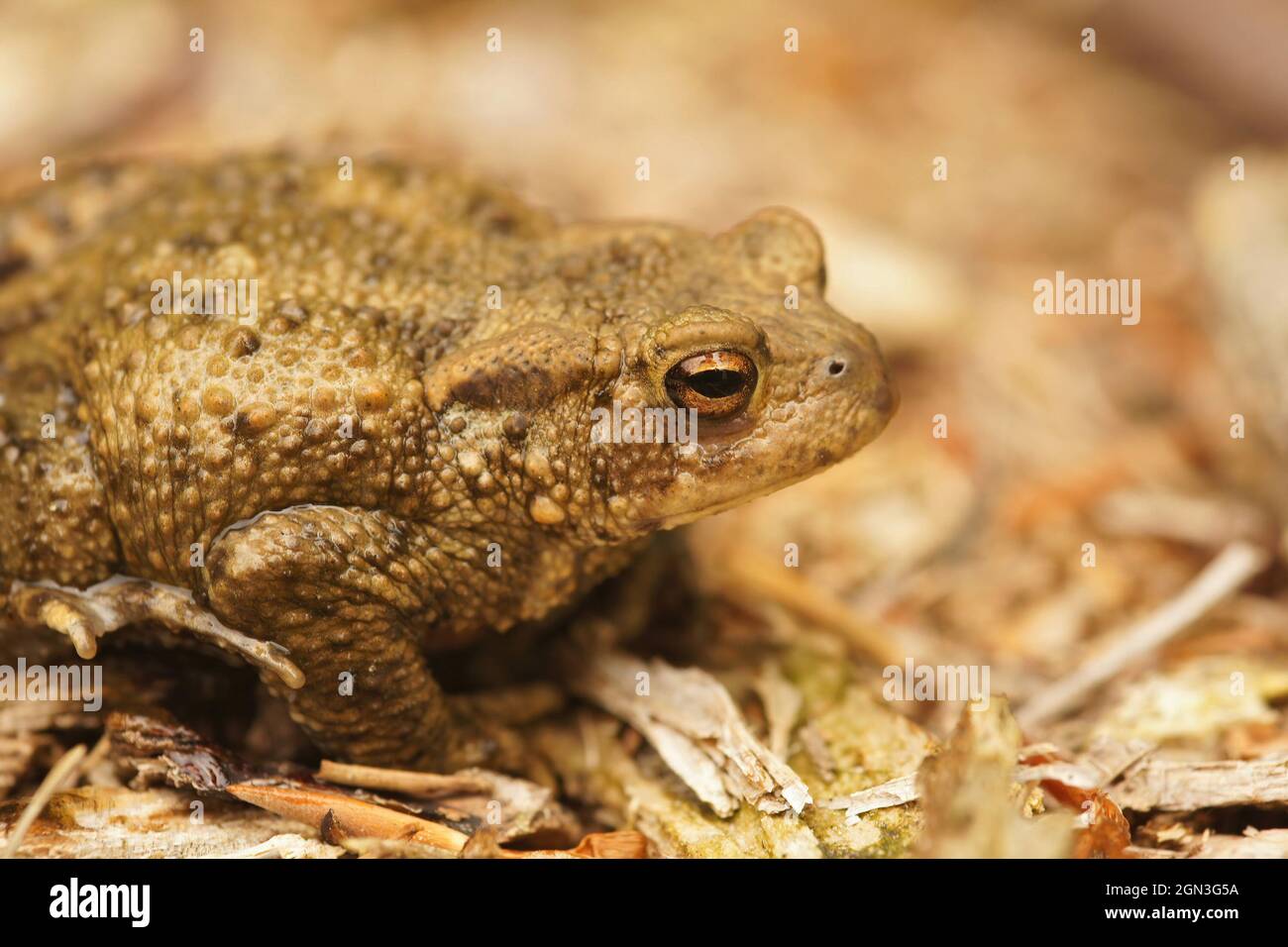 Closeup on a female Common European toad , Bufo bufo Stock Photo - Alamy
