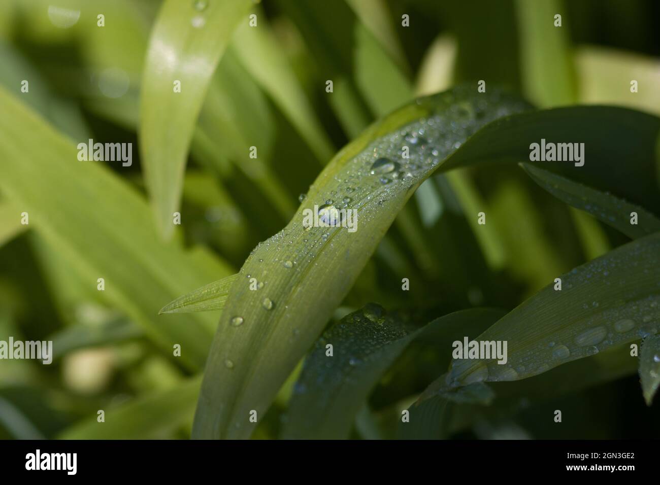 plants with waterdrops Stock Photo - Alamy